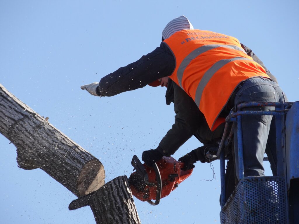Average cost of tree removal - lets-do-diy.com