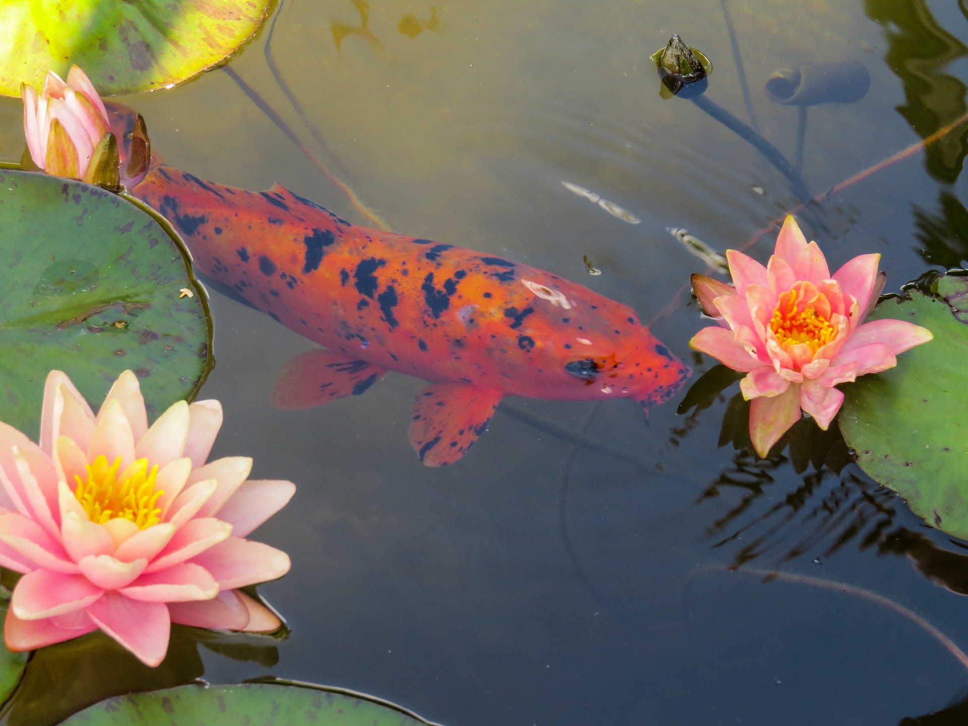How to build a pond - lets-do-diy.com